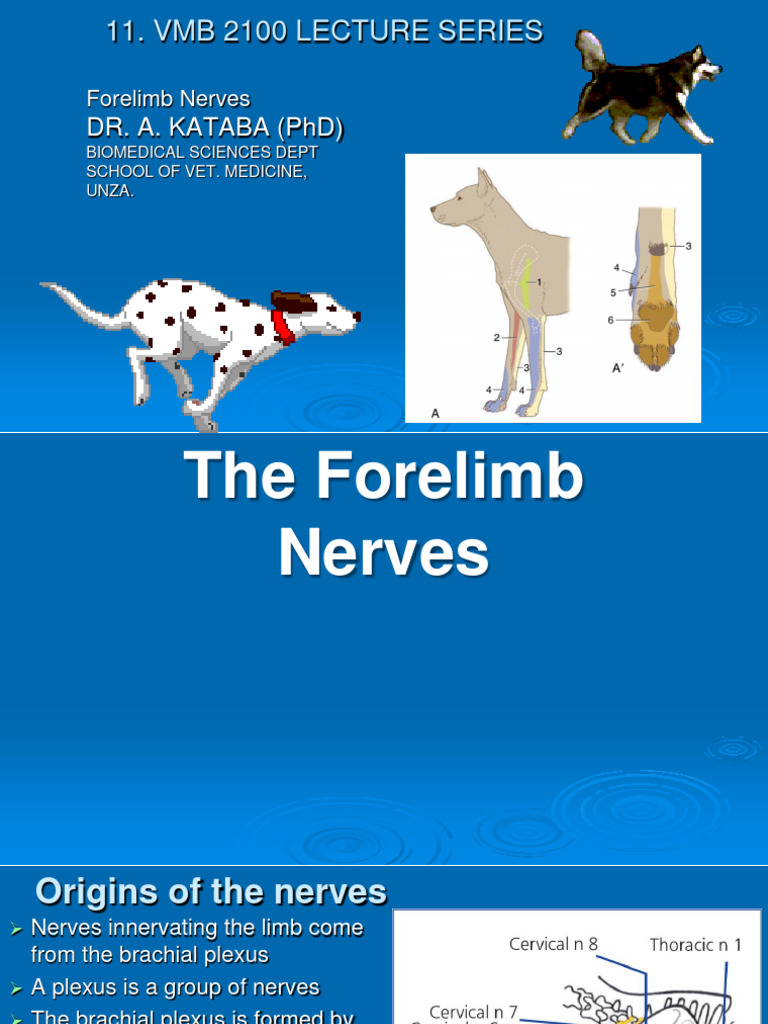 Lecture 11 - Nerves of The Forelimb | PDF | Nervous System | Human Anatomy