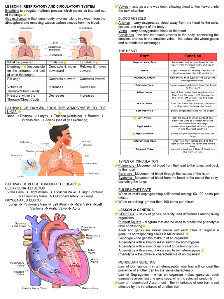 6ft6 Method | Download Free PDF | Heart | Dominance (Genetics)
