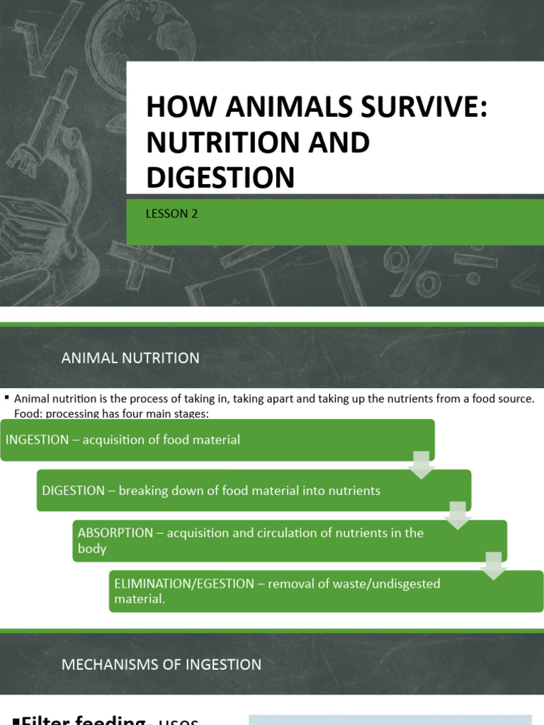 Understanding Animal Nutrition | PDF | Digestion | Human Digestive System