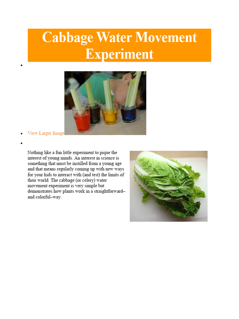 Cabbage Water Movement Experiment | PDF