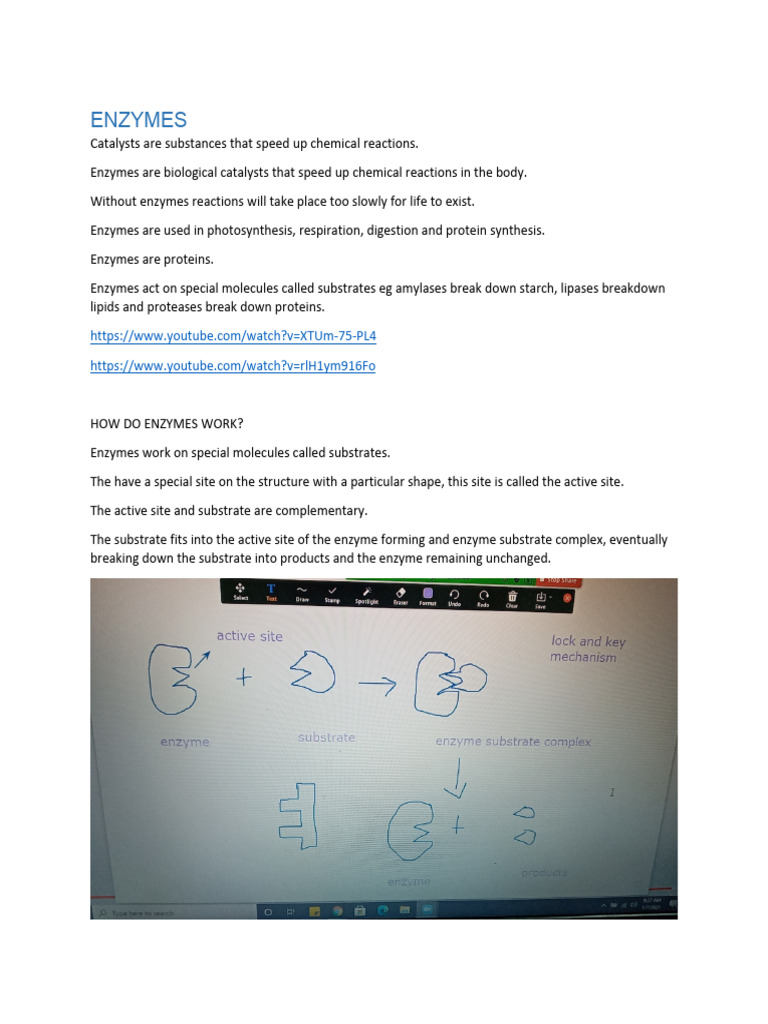enzymes | PDF | Enzyme | Active Site