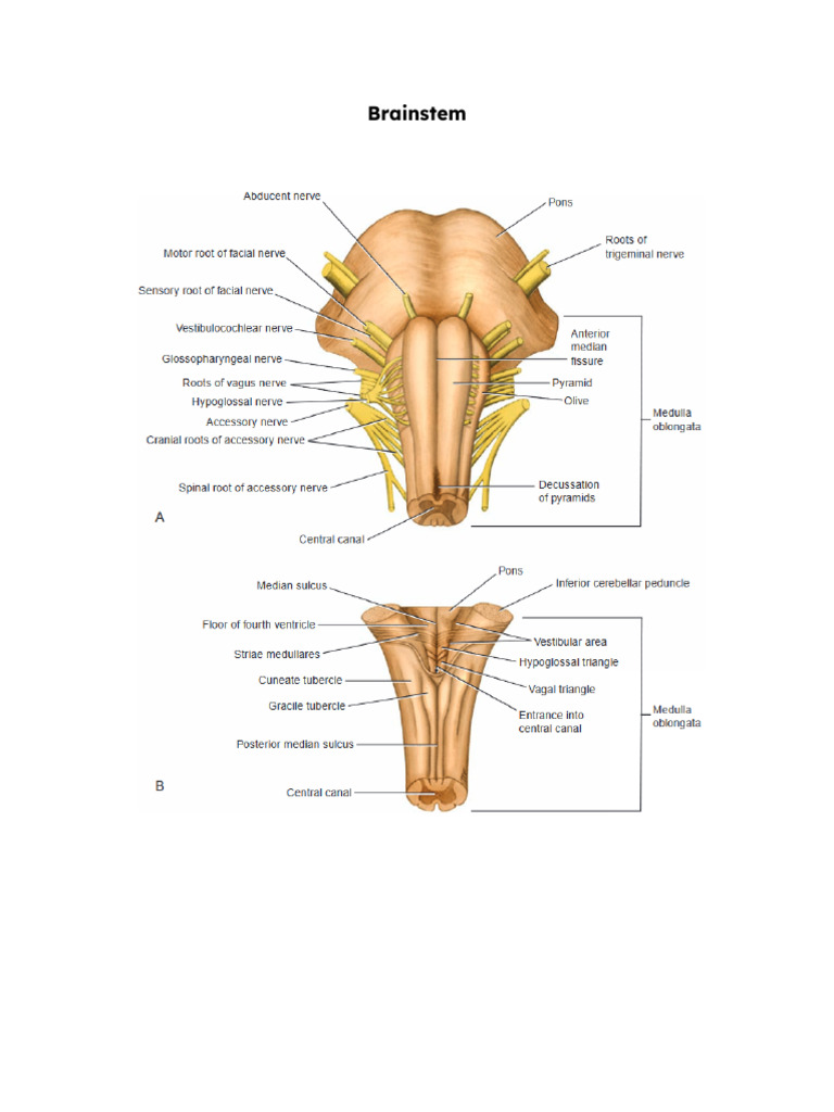 Brainstem | PDF | Brainstem | Nervous System