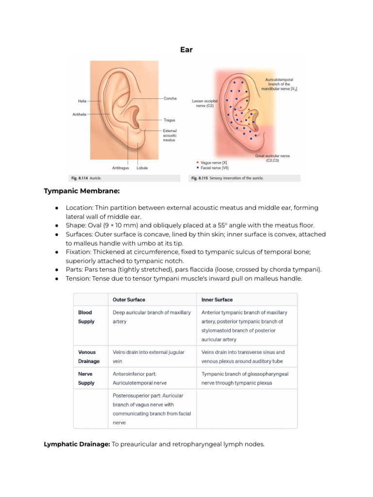 Tympanic Membrane:: Lymphatic Drainage: To Preauricular and ...