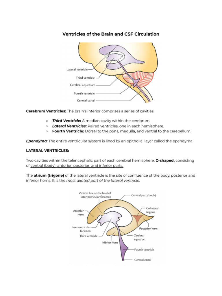 Ventricles of The Brain and CSF Circulation | PDF | Cerebrospinal Fluid ...