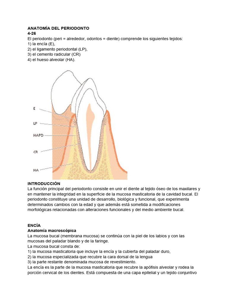 Anatomia Del Periodonto | PDF | Epitelio | Tejido conectivo