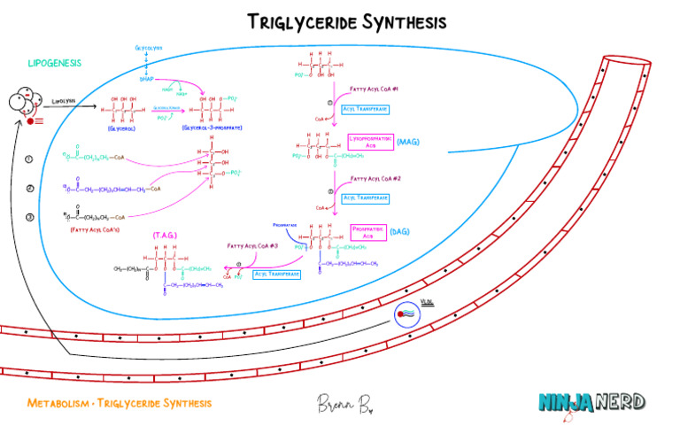 Triglyceride Synthesis Illustration Atf | PDF | Cellular Processes | Natural Products