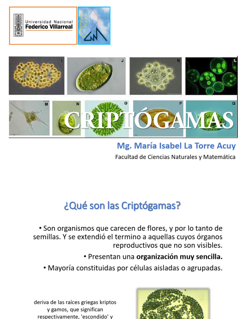 1 Criptogamas - 2023 | PDF | Hongo | Plantas