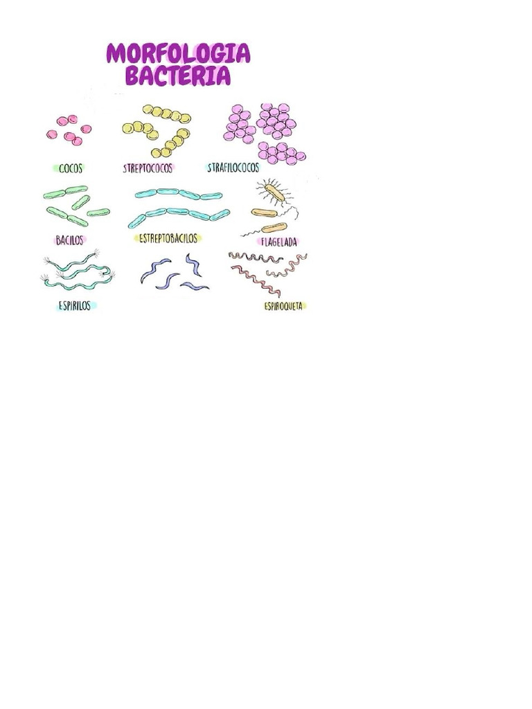 Microbiología Cocos | PDF