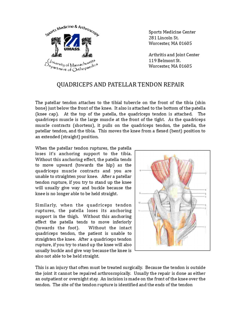 Quad Patella Tendon | PDF | Knee | Lower Limb Anatomy
