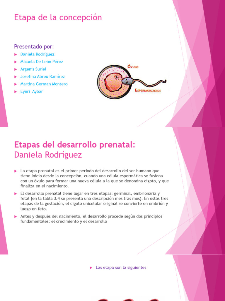 Atapa de La Concepcion | PDF | El embarazo | Embrión