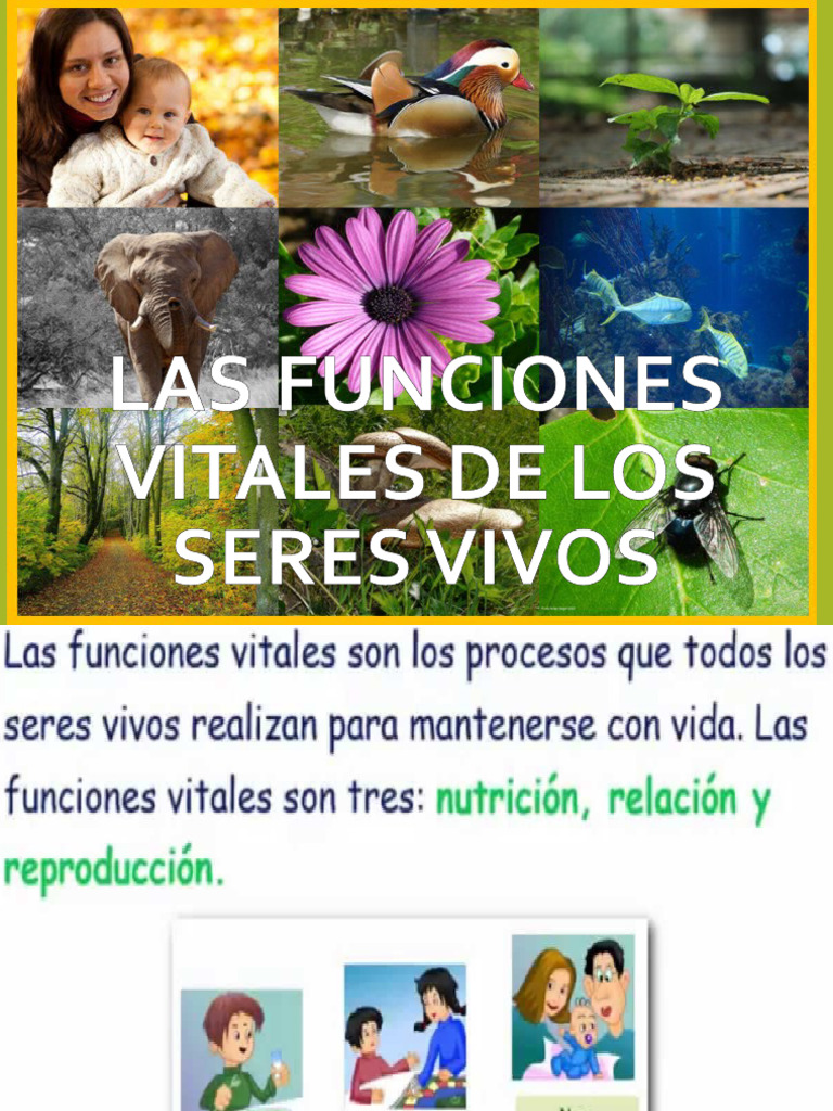 LAS FUNCIONES VITALES DE LOS SERES VIVOS Y LA NUTRICION | PDF ...