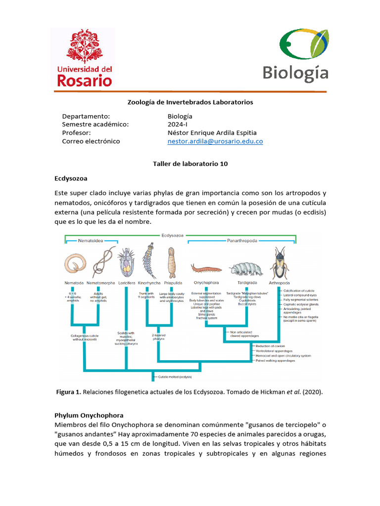 Morfología de Onychophora y Tardigrada | PDF | Zoología | Organismos