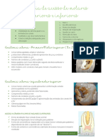 Anatomia do Dente 27: Molar Superior | PDF | Raiz | Dente
