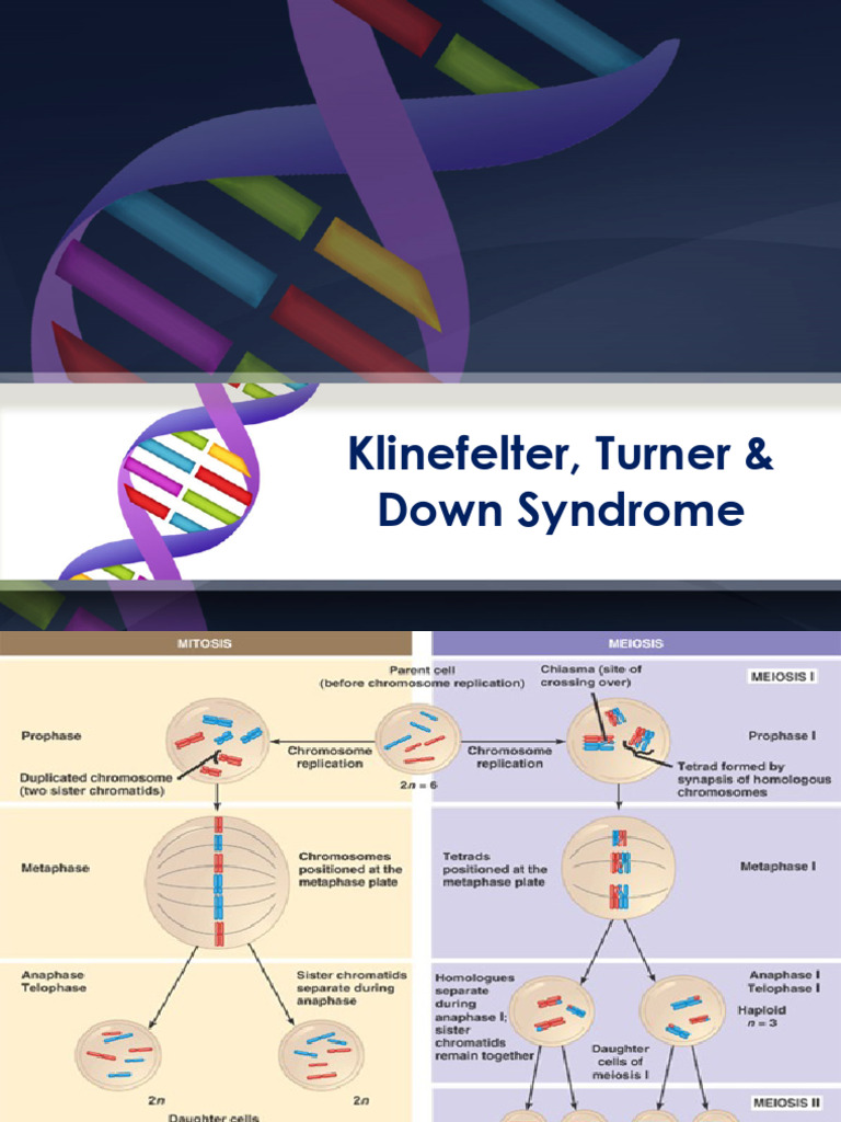 L1-Klinefelter, Turner & Down Syndrome | PDF | Meiosis | Biology