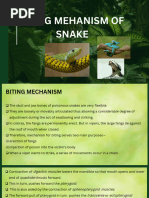 Myxine: Classification and Characteristics | PDF | Skeleton | Gill