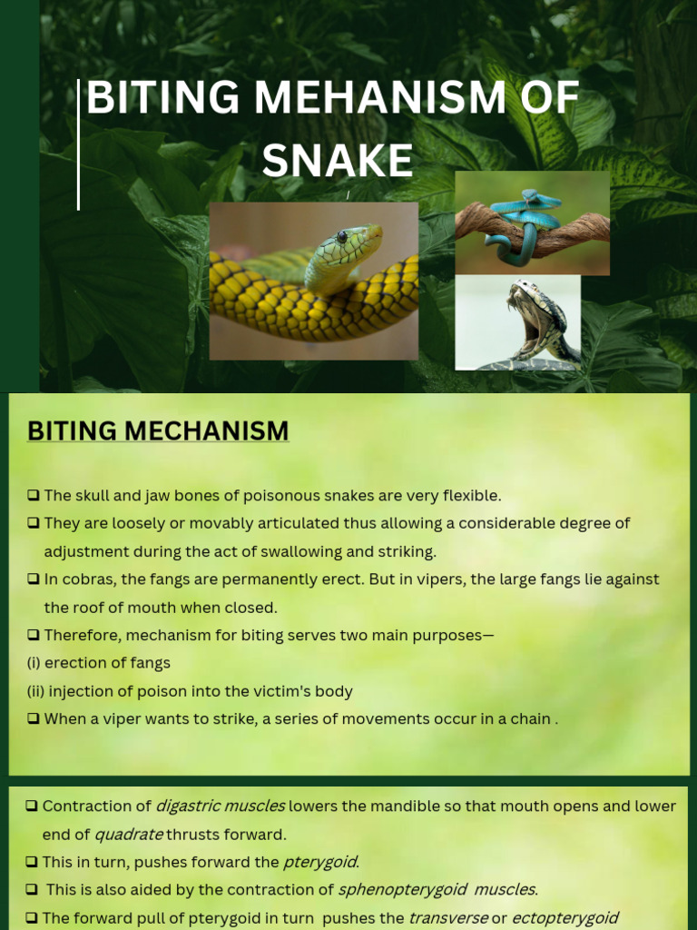 Biting Mechanism of Snake | PDF