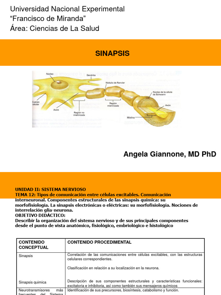 SINAPSIS | PDF | Sinapsis | Neurona
