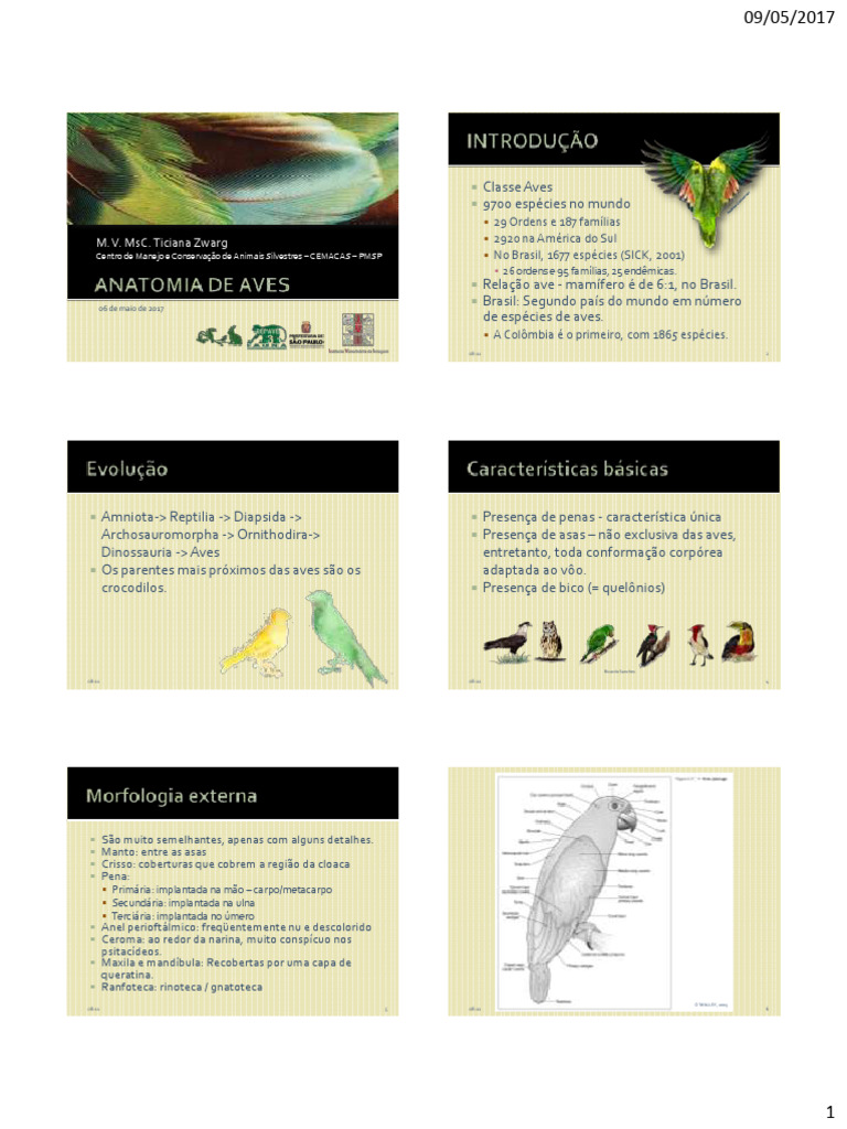 3 Anatomia de Aves | PDF | Timo | Aves