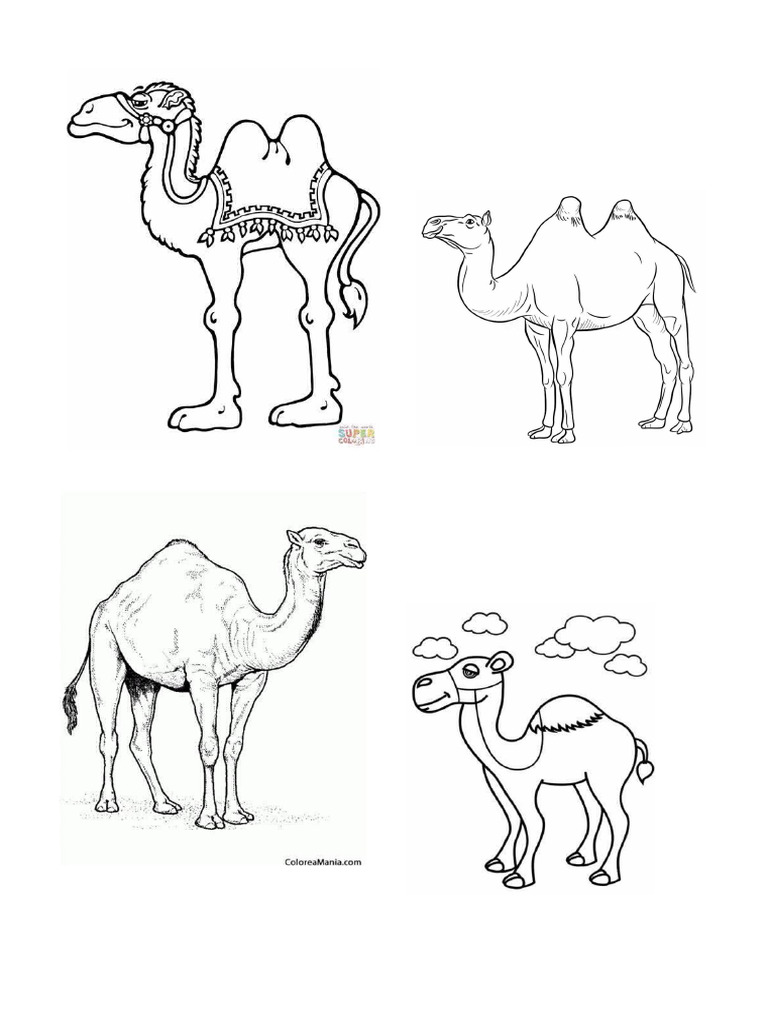 Para Colorir - Camelo e Dromedário | PDF