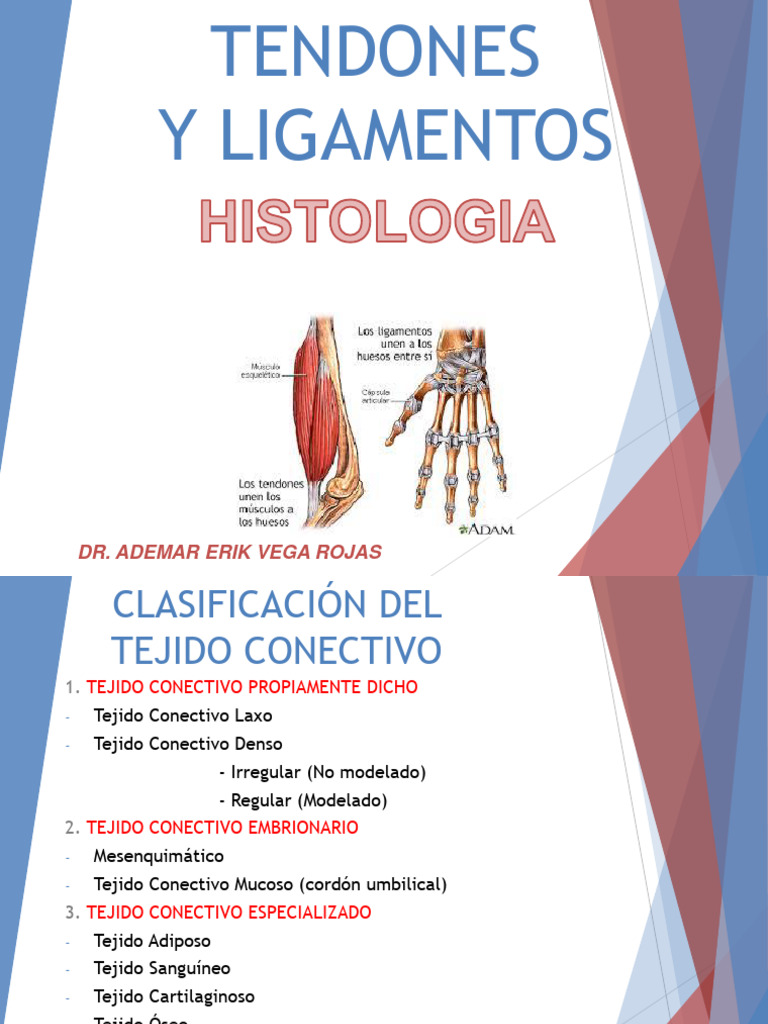 Dr. Ademar Vega Tendones_y_ligamentos Cartilago 2023 | PDF | Hueso ...