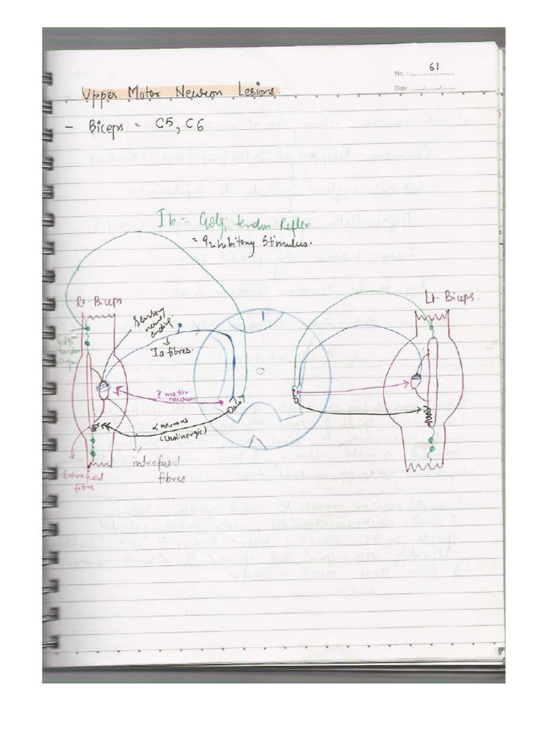 Upper Lower Motor Neuron | PDF Upper Lower Motor Neuron | PDF