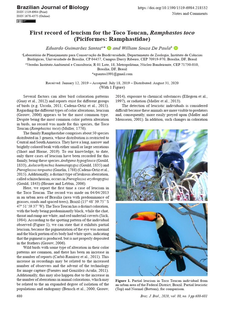 2 - (2019) - EGSantos - 2019 - First Record of Leucism For The Toco Toucan, Ramphastos Toco ...