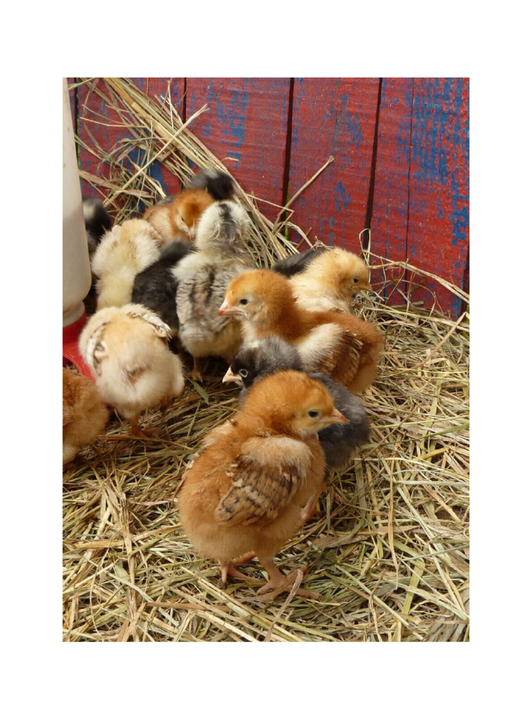 Agri Sba Animal | PDF | Birds