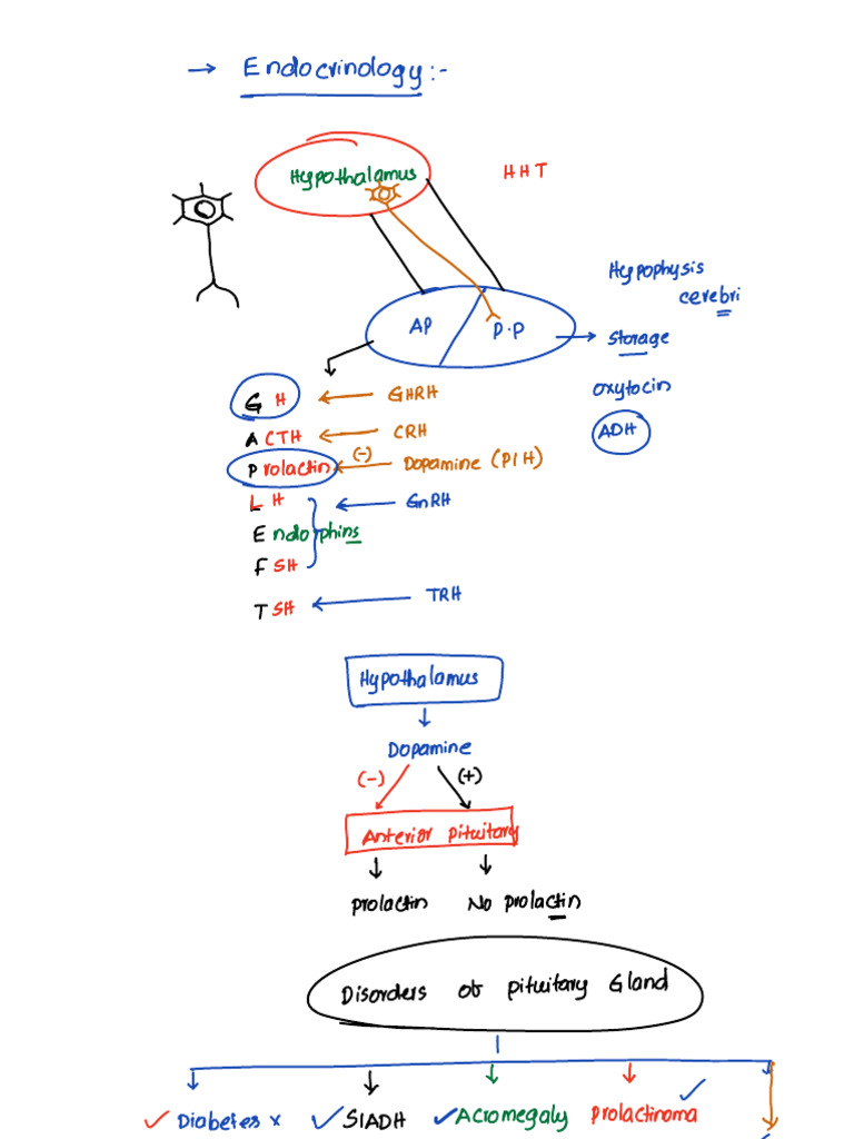 Endocrinology handwritten notes by Dr.Rajesh Gubba | PDF | Thyroid ...