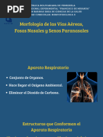 4 Fosas Nasales & Senos Paranasales | PDF | Nariz humana | Anatomía