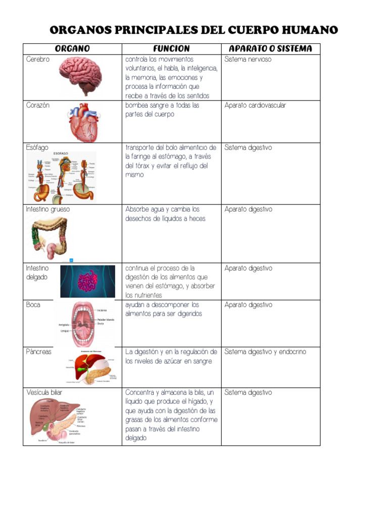 ORGANOS PRINCIPALES DEL CUERPO HUMANO | PDF | Sistema digestivo humano | Digestión
