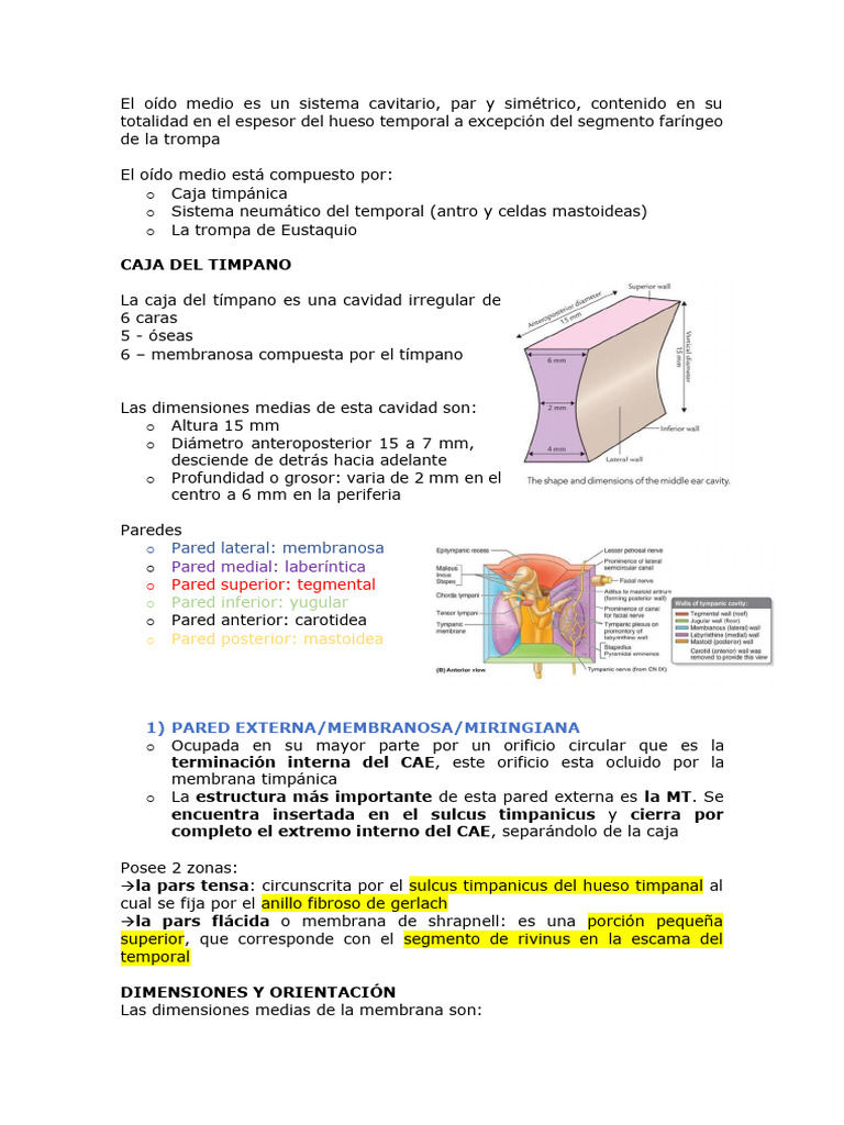 Anatomía de la Caja Timpánica | PDF | Oído | Sistema Auditorio