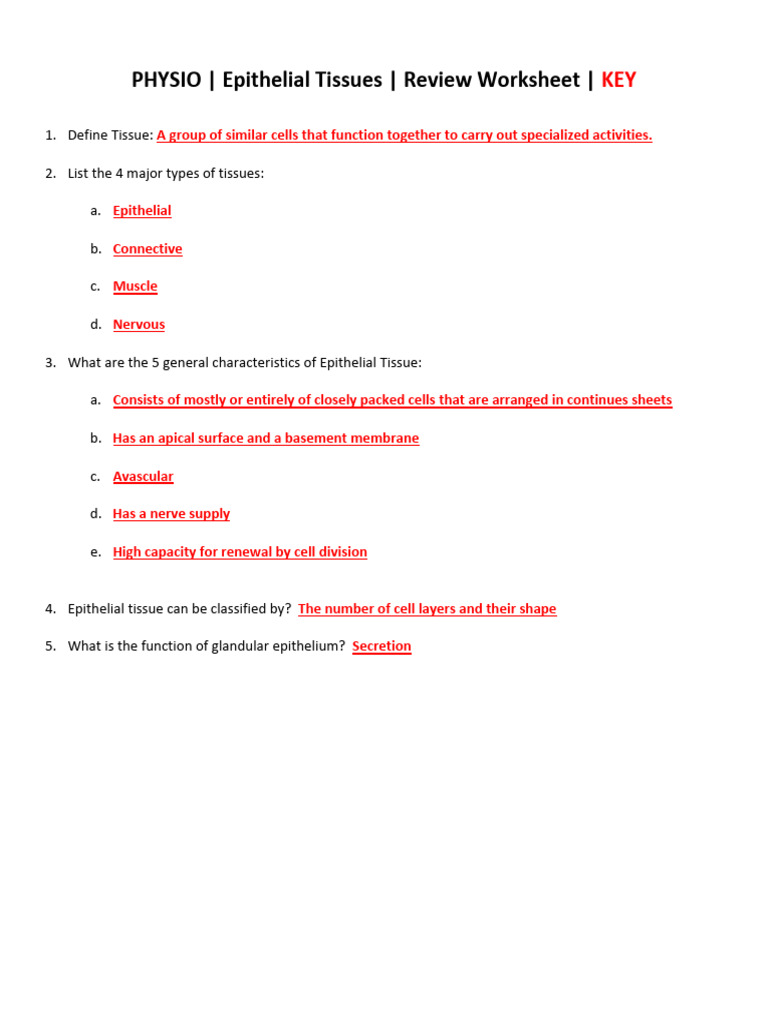 Epithelial Tissue Review Worksheet Key | PDF | Epithelium | Microscopy
