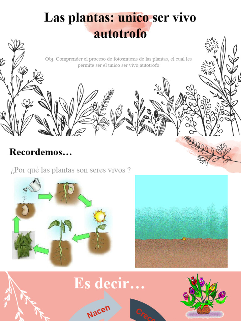 Plantas Unico Ser Vivo Autotrofo | PDF | Plantas | Fotosíntesis
