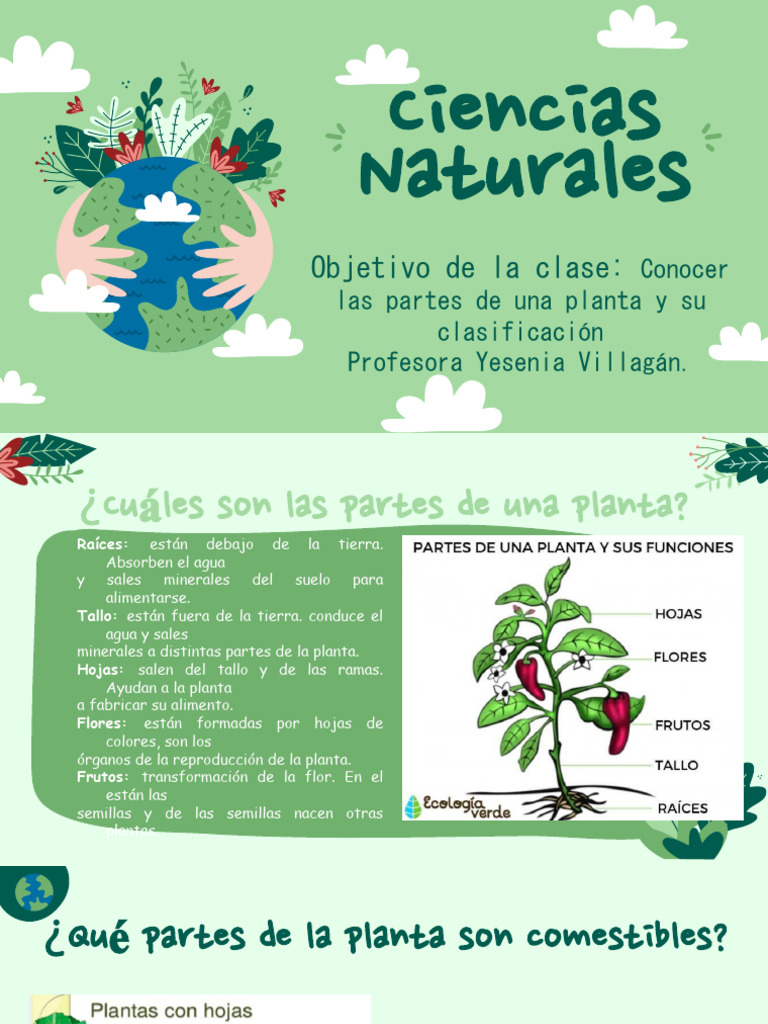 Todo Plantas | PDF | Hogar, jardinería y bricolaje | Salud y bienestar