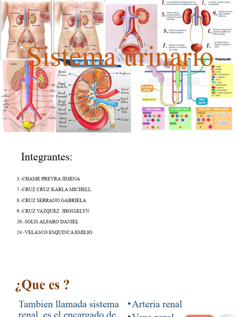 Sistema Urinario 1 | PDF | Sistema urinario | Riñón