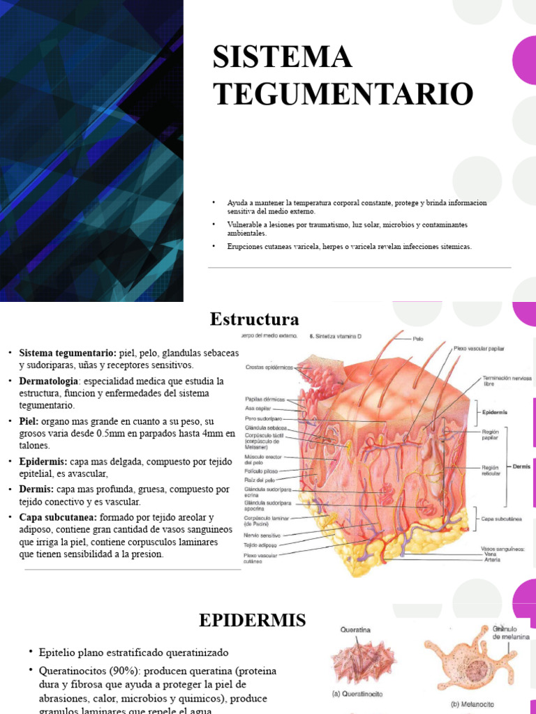 Sistema Tegumentario | PDF | Sistema tegumentario | Piel
