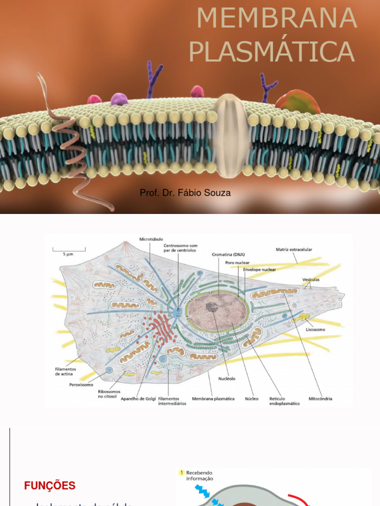 Membrana Plasmática | PDF | Membrana celular | Lipídio