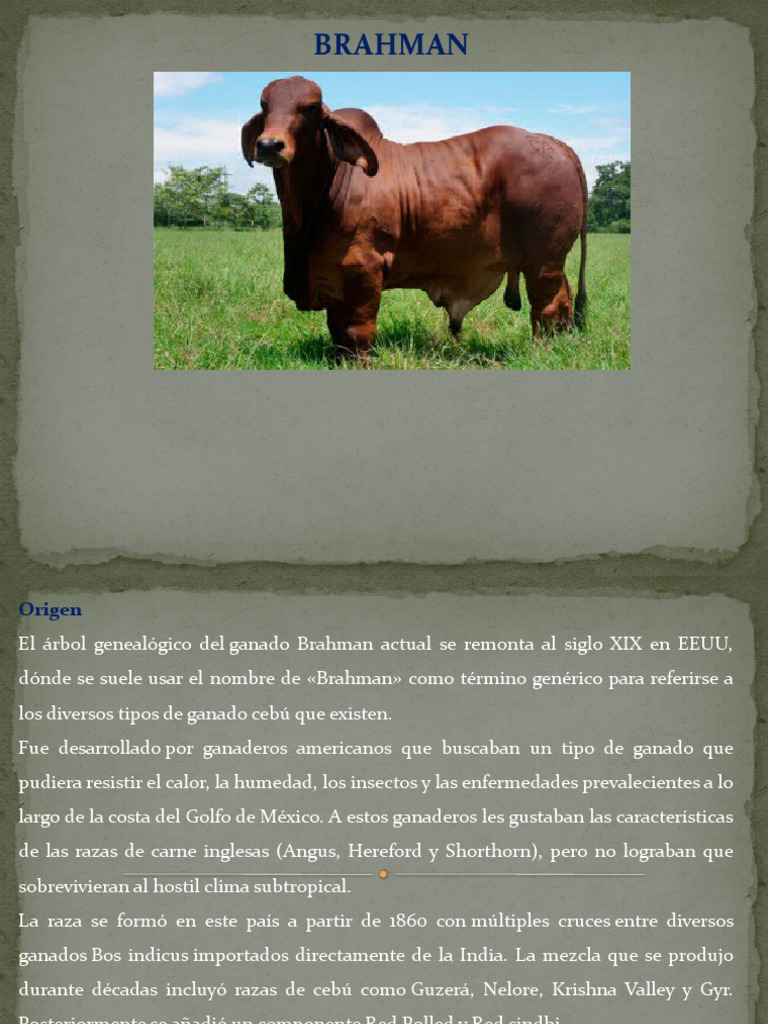 Origen y características del Brahman | PDF | Bovinos | Domesticación