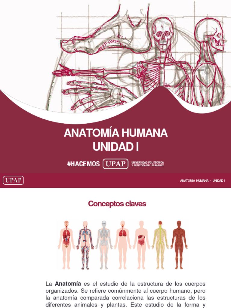 UNIDAD+I_PRESENTACI%C3%93N+_ANATOM%C3%8DA+HUMANA | PDF | Términos ...