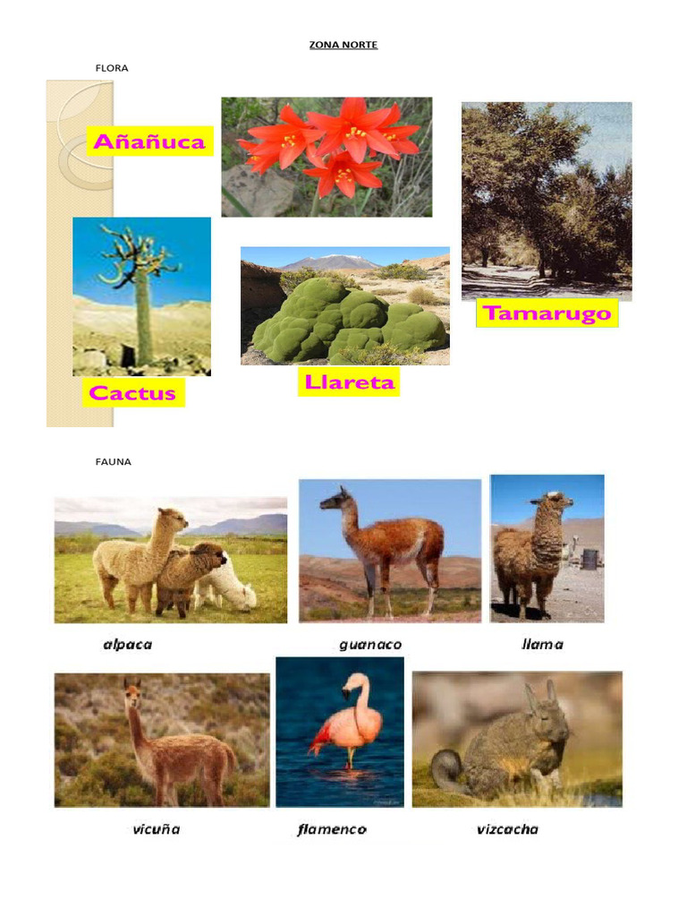 Flora y Fauna Zonas de Chile Imagenes | PDF