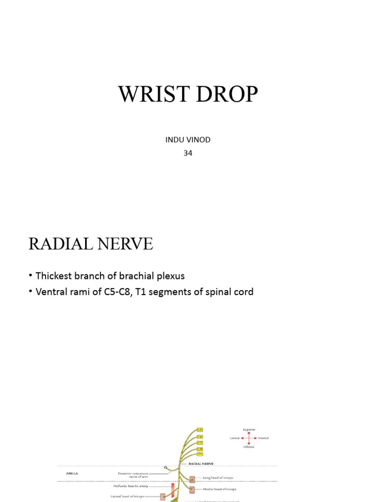 Wrist Drop | Download Free PDF | Elbow | Finger