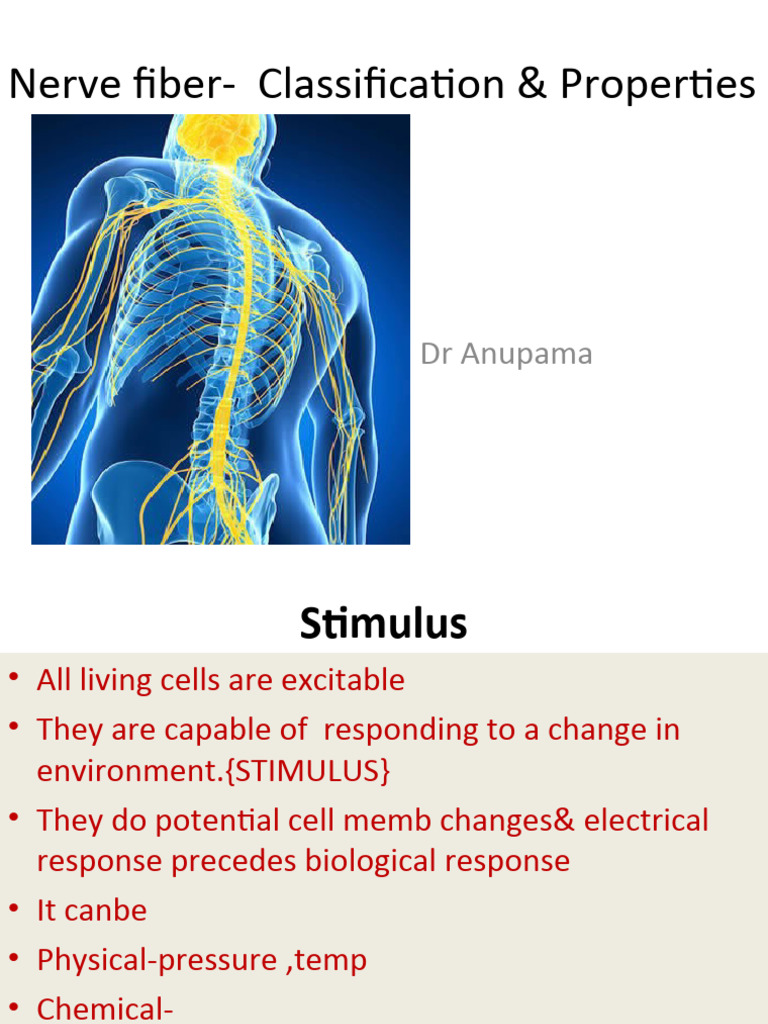 Nerve Fiber Classification & Properties Final | PDF | Action Potential ...