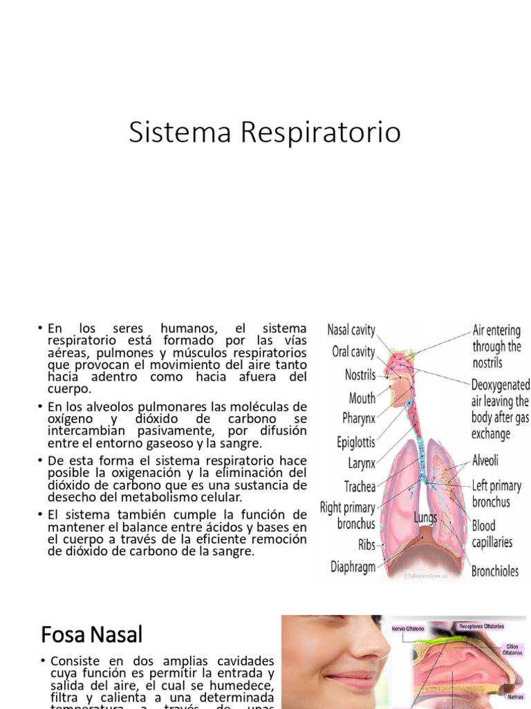 Sistema Respiratorio | PDF | Sistema respiratorio | Laringe