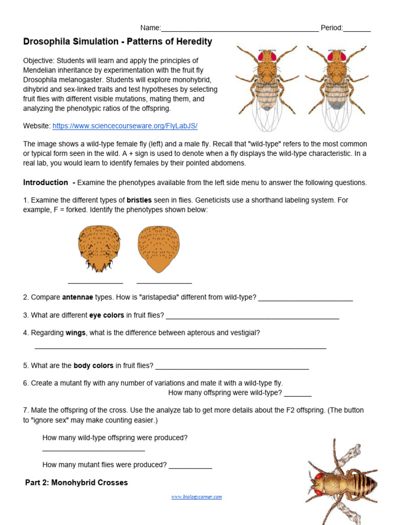 4.2.g Investigation - Drosophila Simulation | PDF | Allele | Biological ...