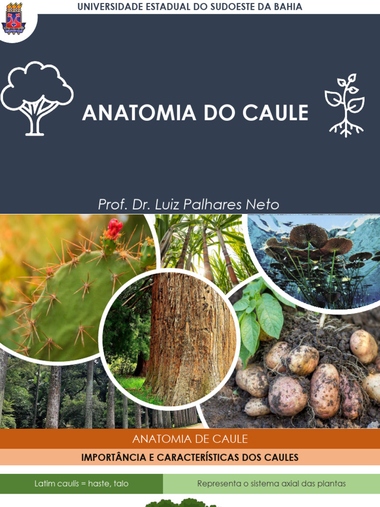 Anatomia - Caule | PDF | Raiz | Biologia