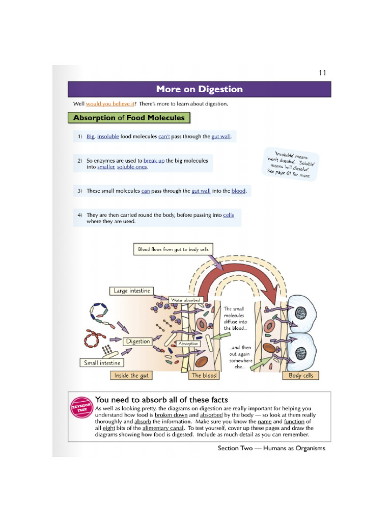 Digestive System | PDF