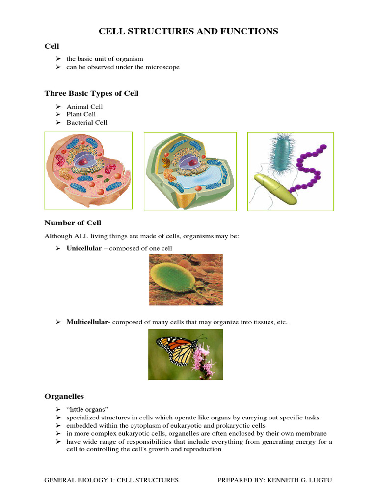 Cell+Structures+and+Functions | PDF | Cell (Biology) | Endoplasmic ...