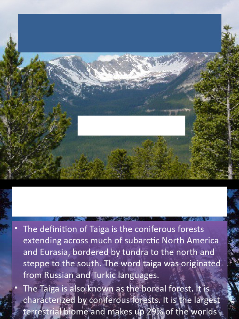 Taiga Biome | PDF | Trees | Forests