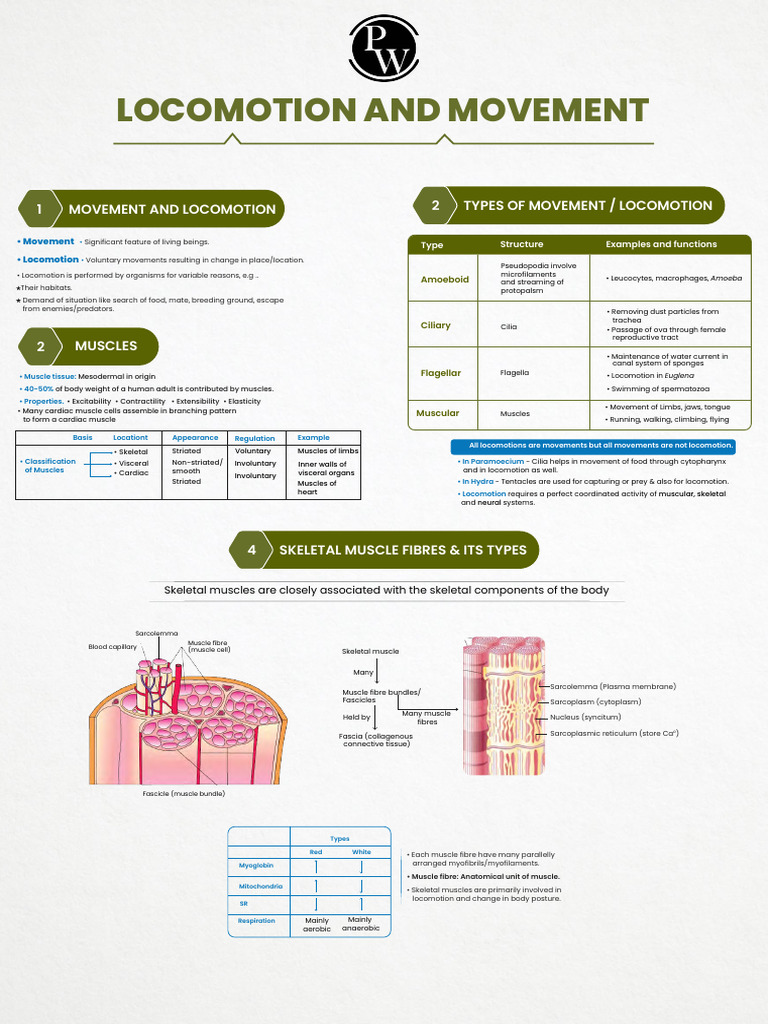 Locomotion and Movement Overview | PDF | Muscle Contraction | Muscle