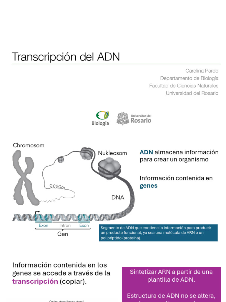Transcripcion | PDF | Adn | Rna